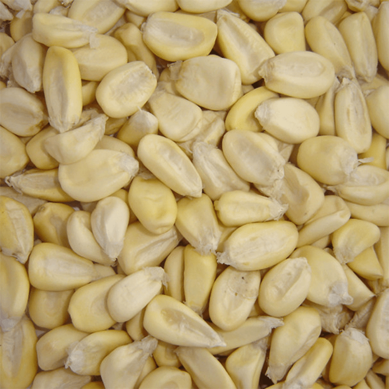 Cancha Corn ( Maiz Cancha) Dried, Peruvian – ZHICAY FOODS